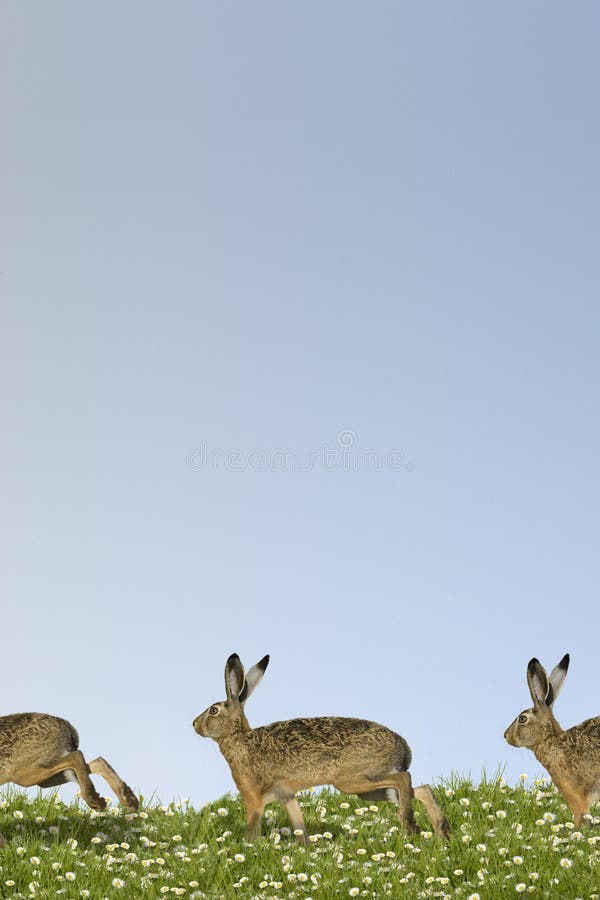 Easter bunny running stock image. Image of hurry, event - 36696305