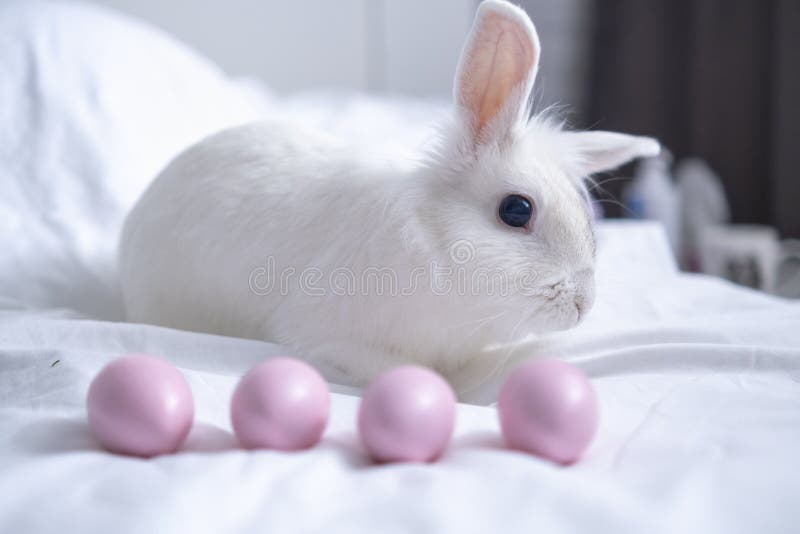 Easter Bunny Sits with Pink Eggs. White Cute Rabbit. the Rabbit Hatches ...