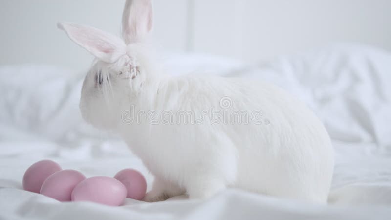 Easter Bunny Sits with Pink Eggs. White Cute Rabbit. the Rabbit Hatches ...