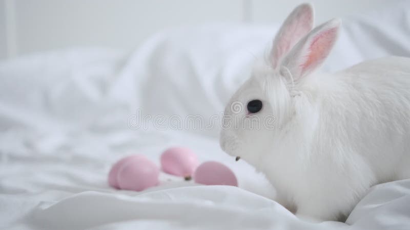 Easter Bunny Sits with Pink Eggs. White Cute Rabbit. the Rabbit Hatches ...