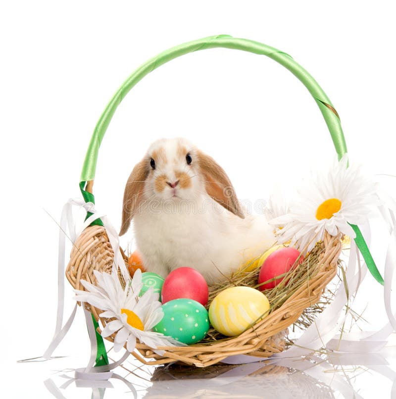 Bunny in easter basket stock image. Image of decoration - 24091787