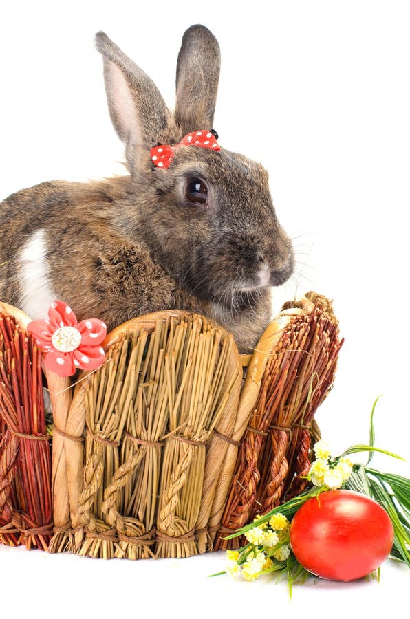 Easter Bunny Sitting in Basket Stock Photo - Image of brown, painted ...