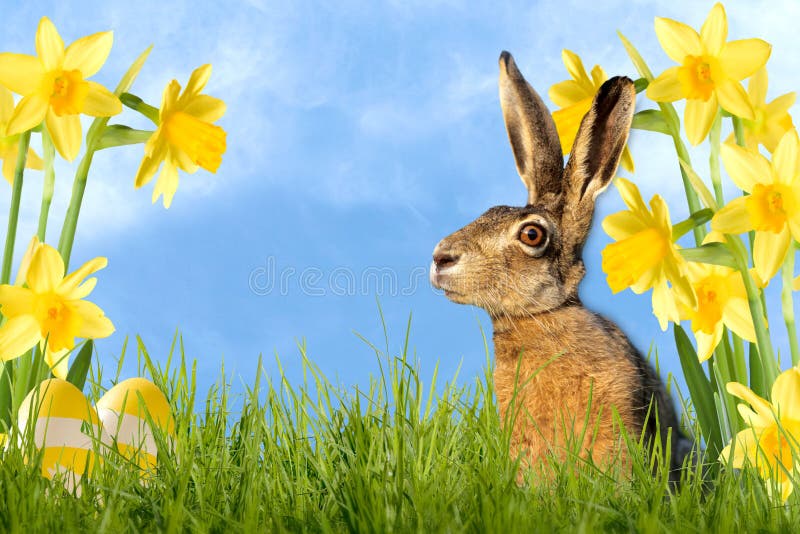 Easter Bunny Sitting in Meadow with Daffodils Stock Image - Image of ...