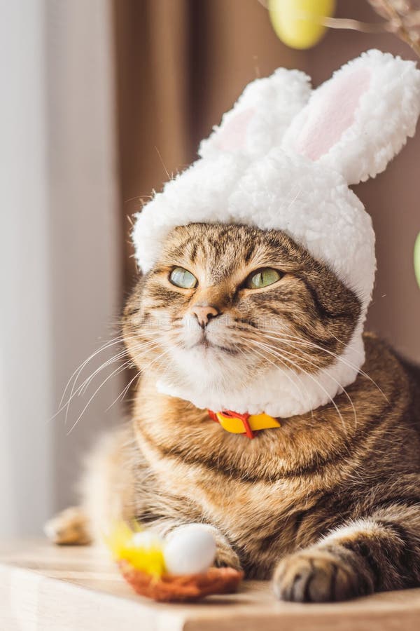 Easter Bunny. Tabby Cat in the Form of an Easter Rabbit with a Nest of ...