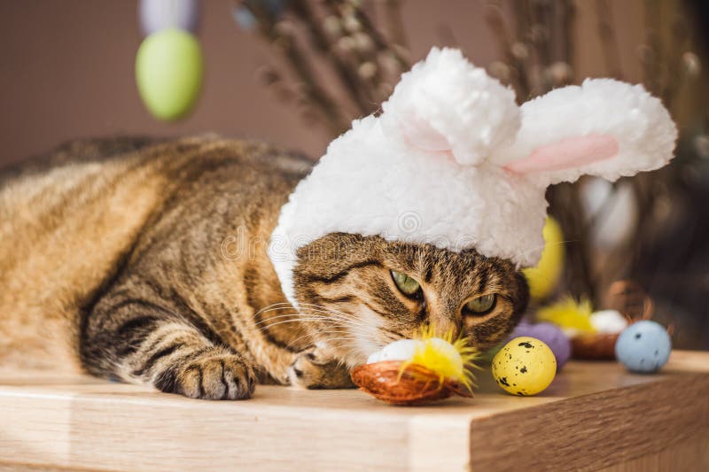 Easter Bunny. Tabby Cat in the Form of an Easter Rabbit with a Nest of ...