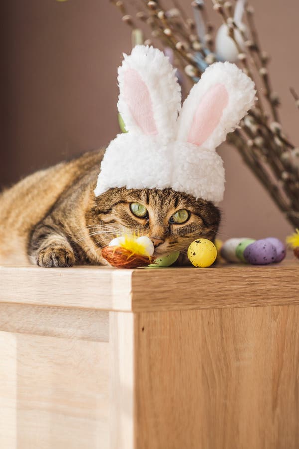 Easter Bunny. Tabby Cat in the Form of an Easter Rabbit with a Nest of ...