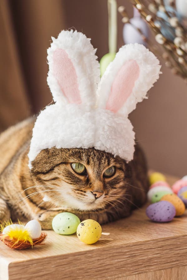 Easter Bunny. Tabby Cat in the Form of an Easter Rabbit with a Nest of ...