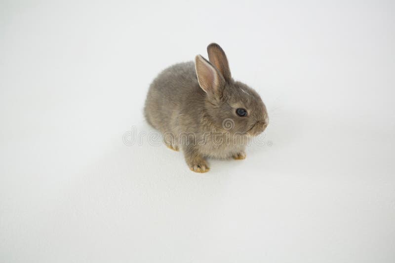450 Bunny Picture No Ears Stock Photos - Free & Royalty-Free Stock ...