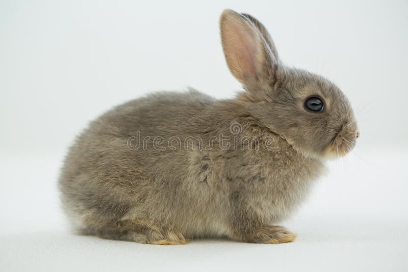Easter Bunny on White Background Stock Image - Image of furry, animal ...