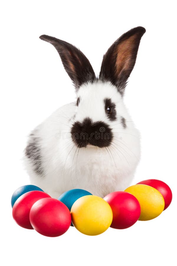 The Easter Bunny stock photo. Image of young, eggs, fluffy - 51617718