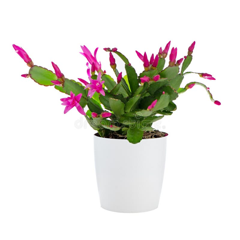 Easter Cactus (Rhipsalidopsis Stock Image - Image of alive, background ...