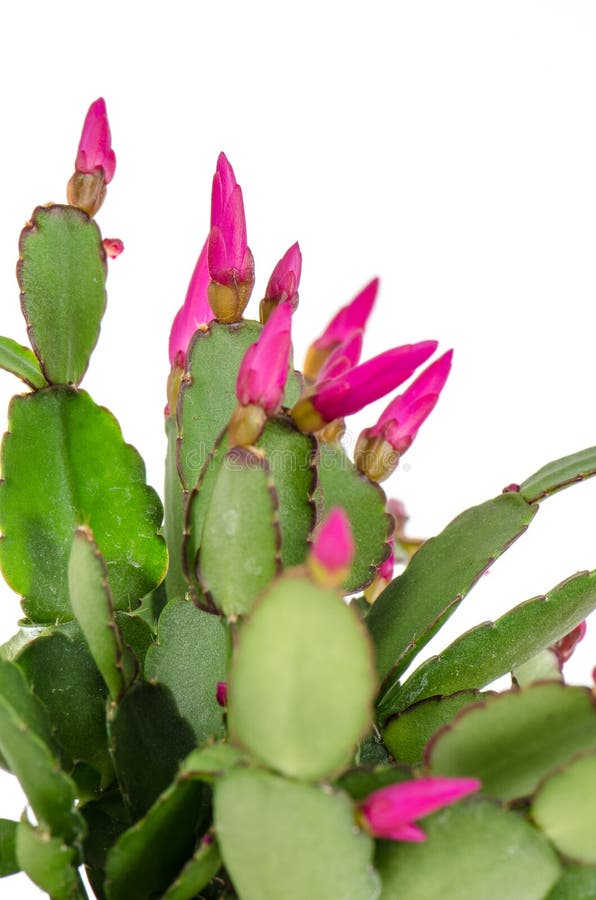 Easter Cactus (Rhipsalidopsis Stock Photo - Image of alive, anther ...