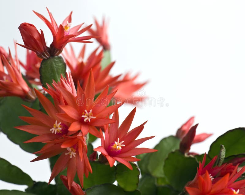 Easter Cactus (Rhipsalis Gaertneri) Stock Photo - Image of easter ...