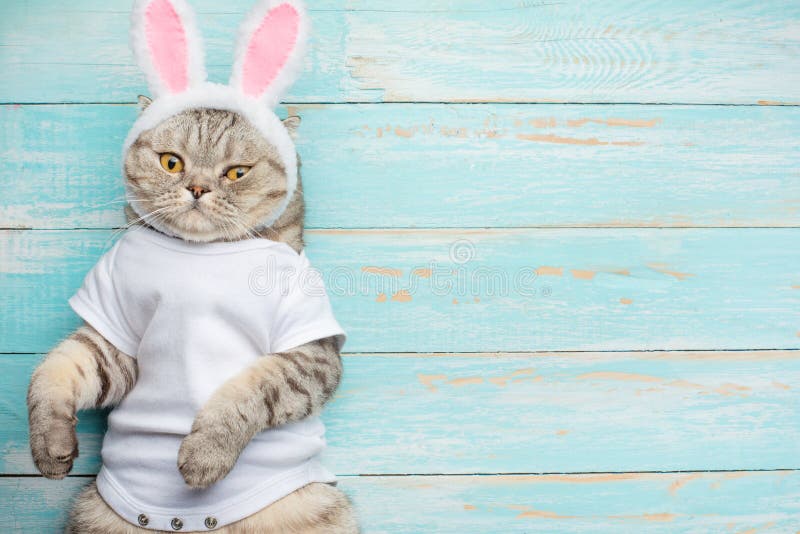 Cute Easter Cats
