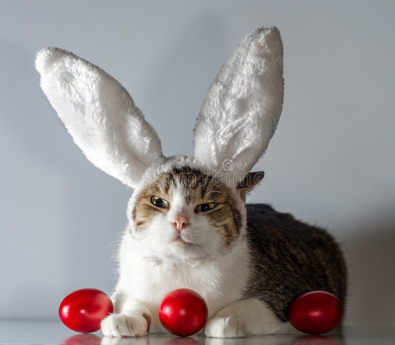 Easter Cat in Rabbit Ears Guards Three Red Eggs Stock Image - Image of ...