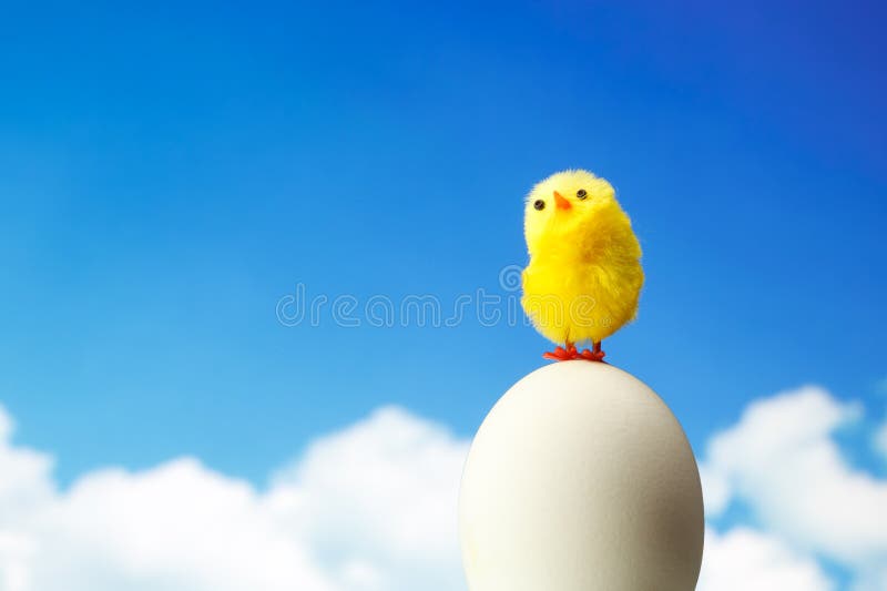 Easter chick isolated stock image. Image of greetings - 1983893