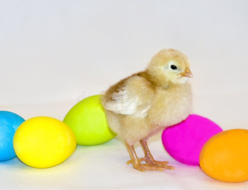Easter Chick stock image. Image of easter, sweet, yellow - 4382881