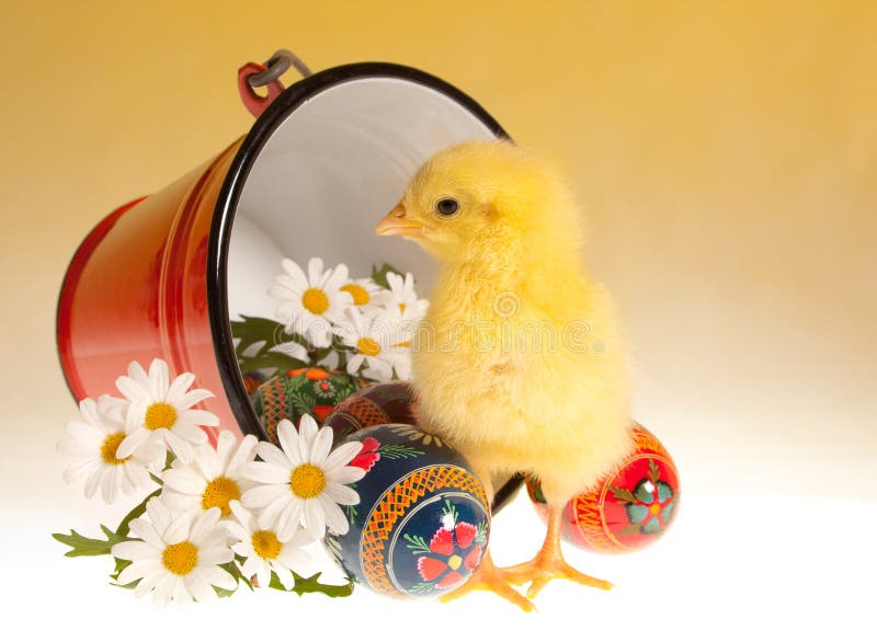 Easter chick isolated stock image. Image of greetings - 1983893