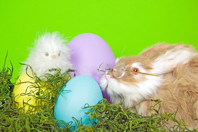 Easter Chick and Bunny with Eggs Stock Image - Image of fuzzy, animal ...