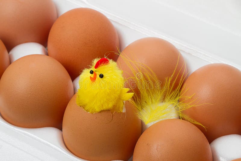 Easter Chick and Eggs stock image. Image of eggs, animal - 24172129