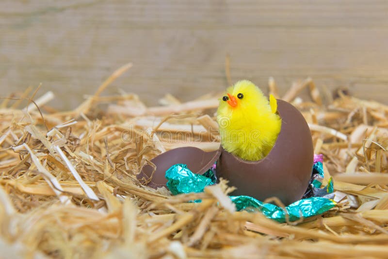 Chick Breaking Out Egg Stock Photos - Free & Royalty-Free Stock Photos ...