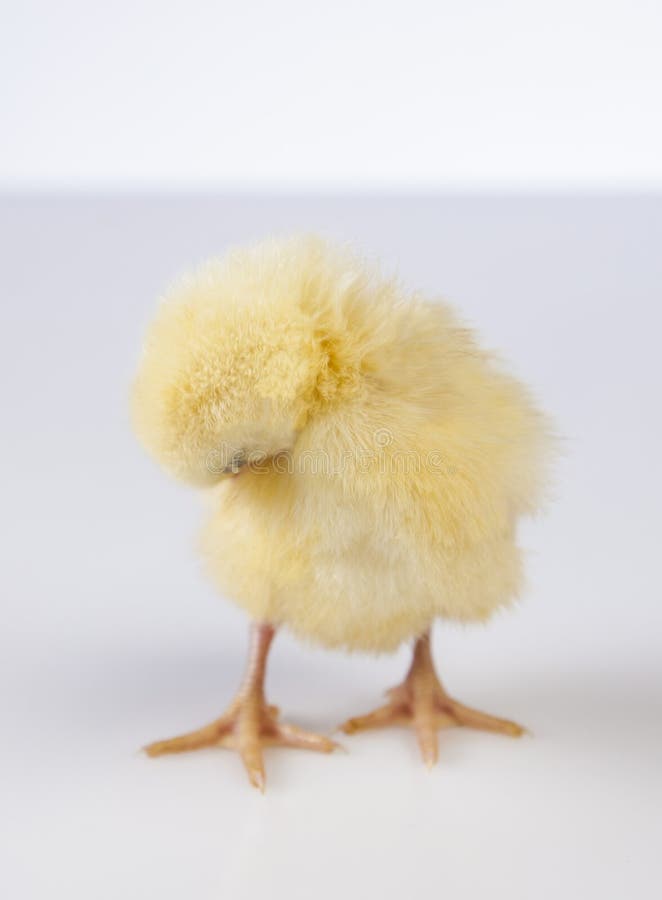 Easter, Chick, Shell, Egg, Nestling Stock Photo - Image of eastern ...