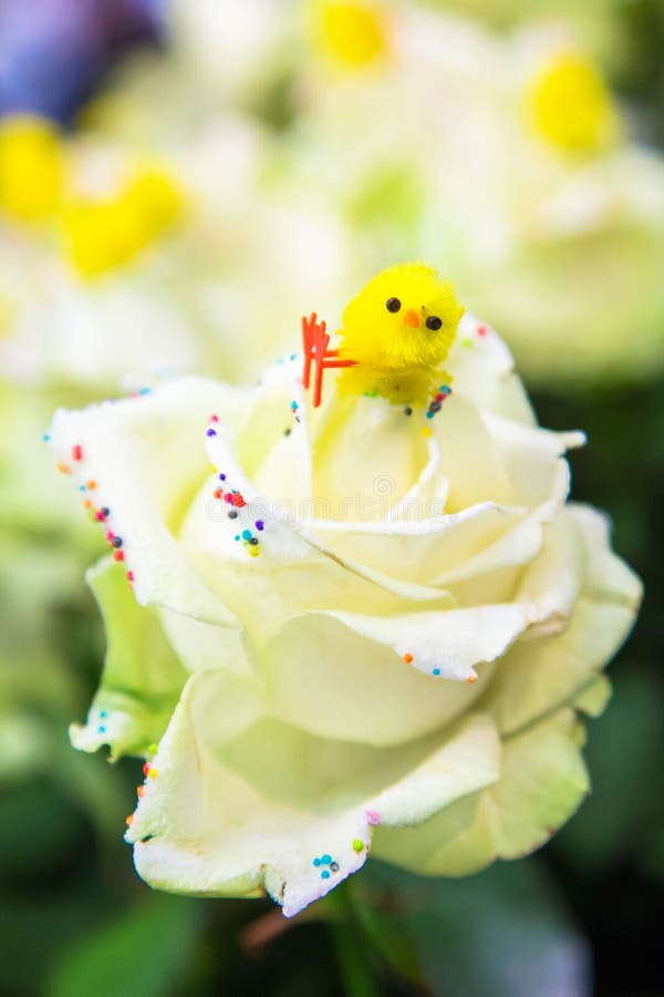 An Easter Chick Sits on a White Rose Flower Stock Photo - Image of ...