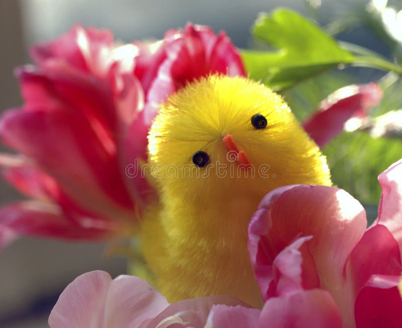 Easter Chick & Spring Flowers Stock Image - Image of decoration, yellow ...