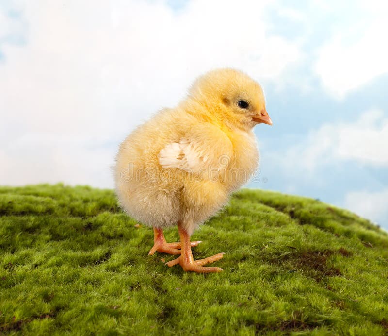Easter chick isolated stock image. Image of greetings - 1983893