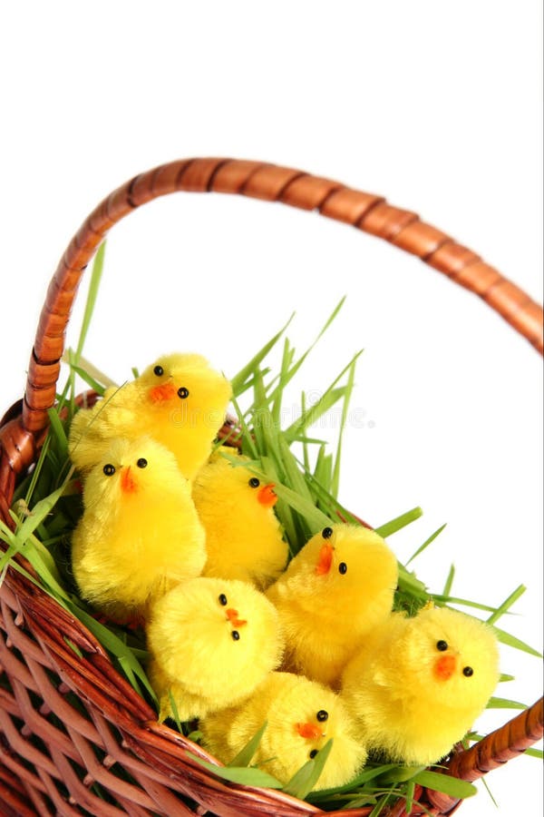 Little Easter chicks stock image. Image of easter, decorative - 8408387