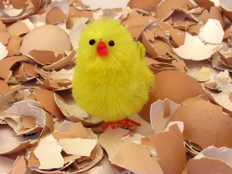 Easter Chicken Picture. Image: 4490741