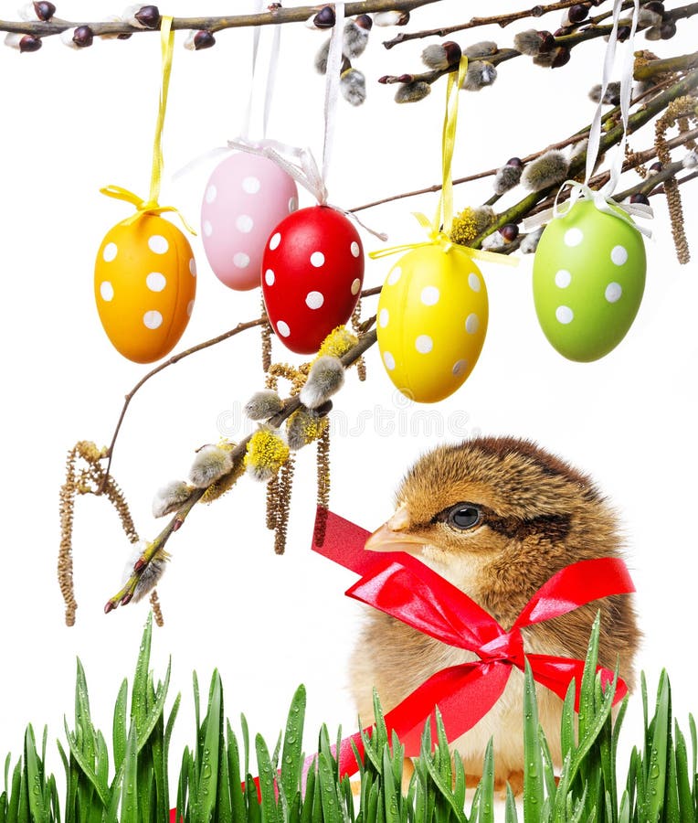 Chicken and Easter Eggs in a Basket Stock Photo - Image of bird, spring ...