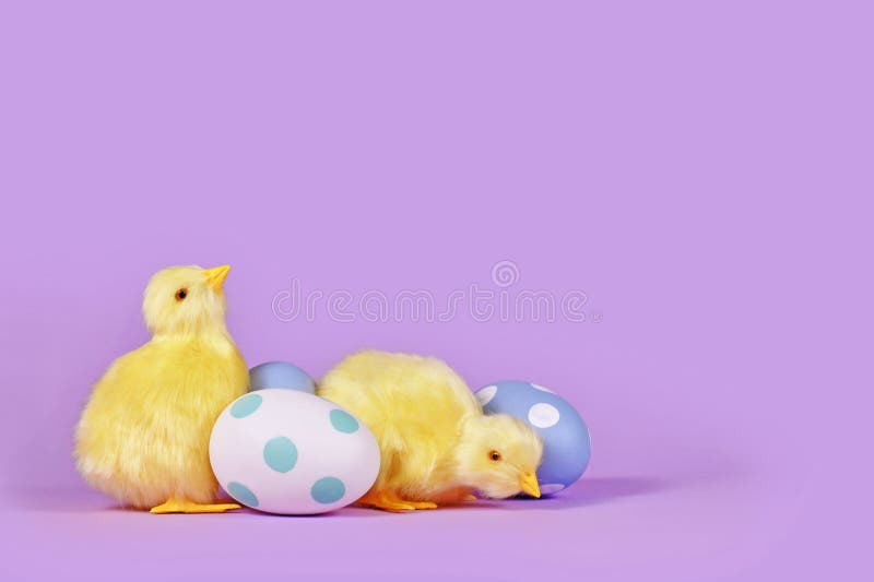 Easter Chicken and Pastel Colored Painted Eggs in Corner of Violet ...