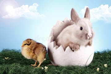 Easter chicken and rabbit! stock photo. Image of rabbit - 18573890