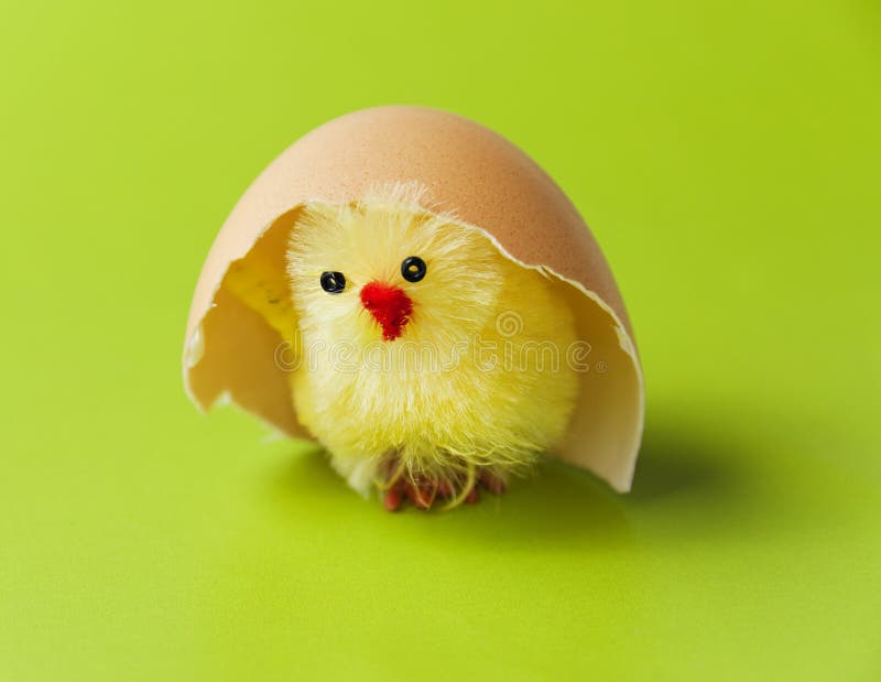 Easter Chicken Under Egg Shell Stock Photo - Image of holiday, brown ...