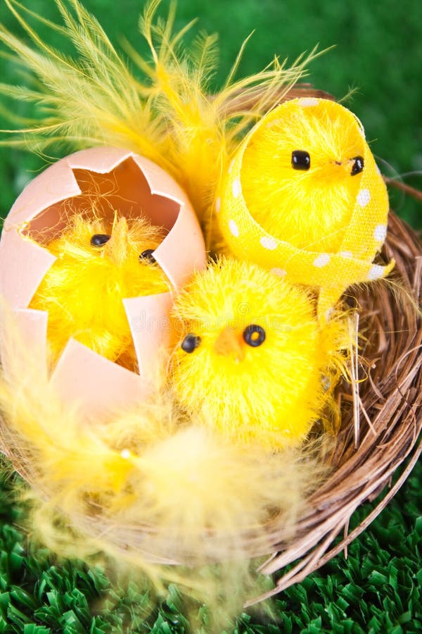 Easter chickens stock photo. Image of natural, nature - 13551540