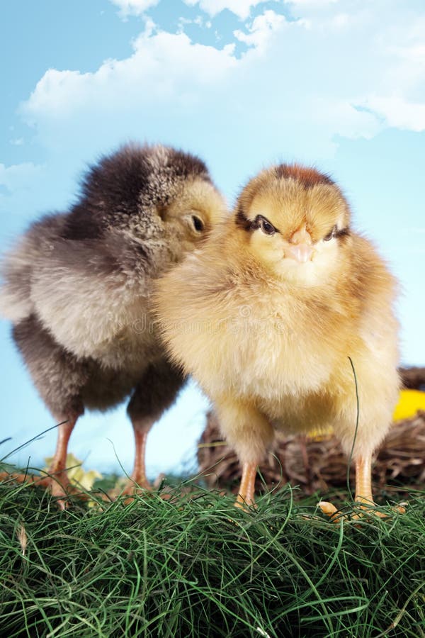 Easter chickens stock image. Image of ester, concept - 18573665