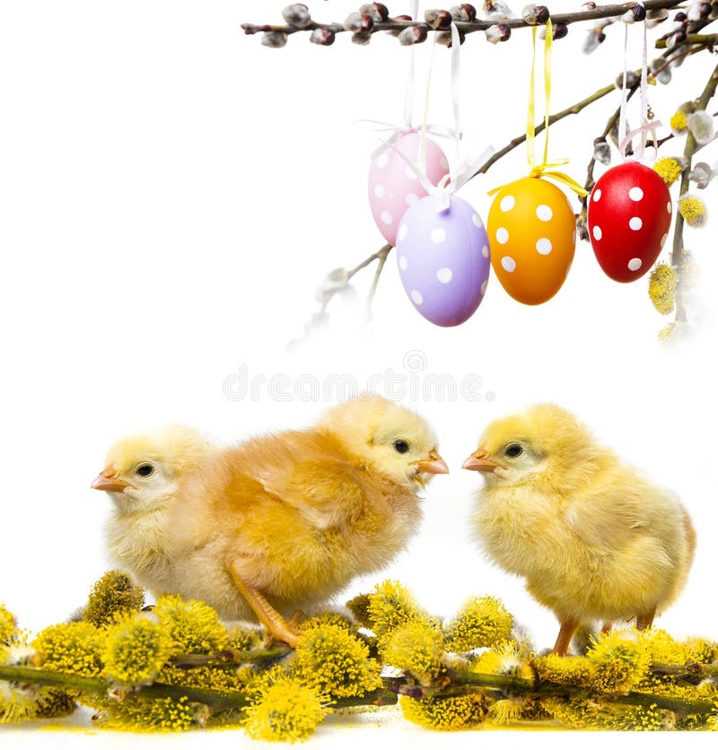 Easter chickens stock image. Image of born, holiday, chick - 34580355