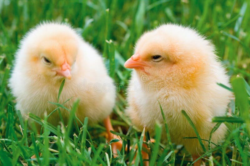 Sweet Easter chicks stock image. Image of little, poultry - 12701985