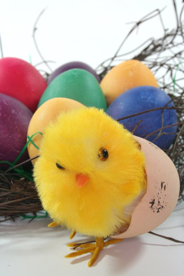 Easter Chicks stock photo. Image of young, eggs, easter - 13074118