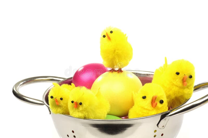Easter chicks stock photo. Image of young, small, celebration - 13512542