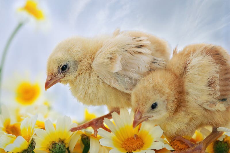 Easter chicks stock image. Image of card, young, blue - 17051201