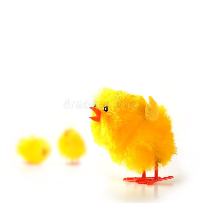 Easter Chickens stock image. Image of seasonal, yellow - 606397