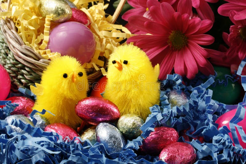 Easter Chicks stock photo. Image of belief, chicken, daisies - 5618298