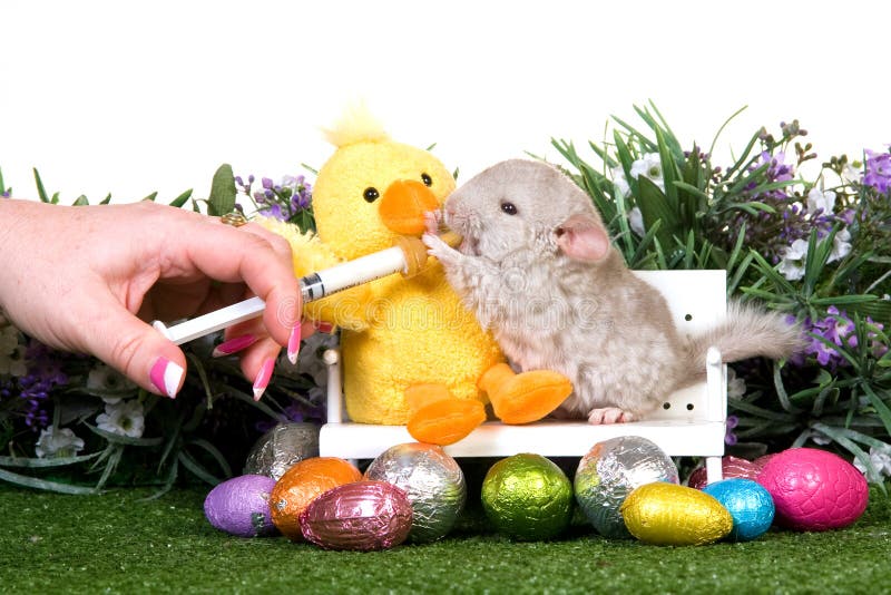 Easter Chinchilla rodent stock photo. Image of eggs, rodent - 12418046