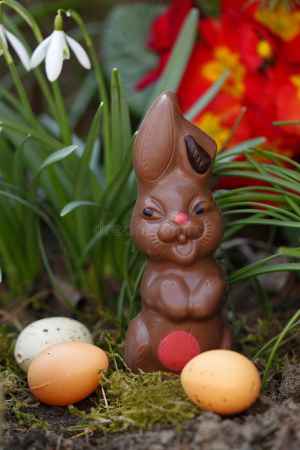 Easter chocolate Bunny stock photo. Image of garden, life - 18996160