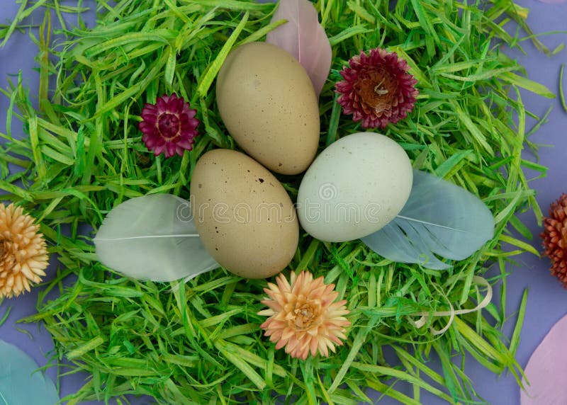 Easter Composition with Green Nest and Farm Eggs on Violet Background ...