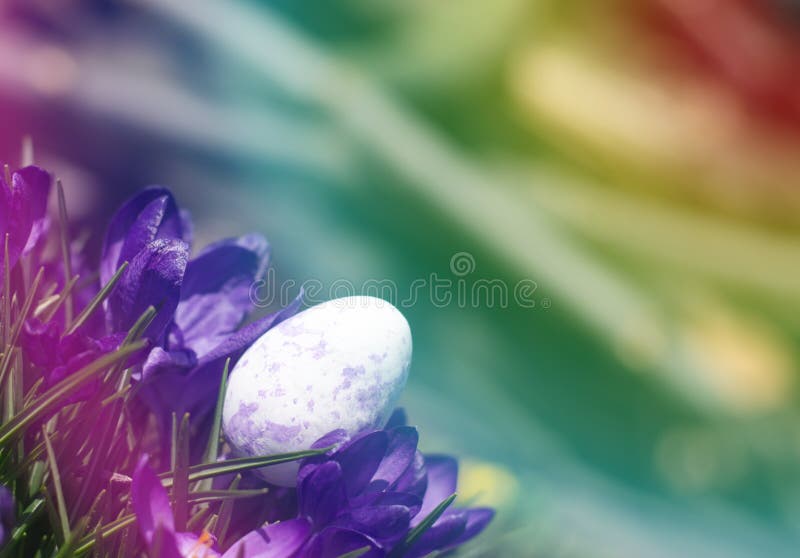Easter Composition in Rainbow Colors. Purple Easter Egg in Beautiful ...