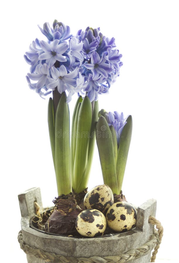 Easter Decorations with Blue Hyacinth Flowers Stock Image - Image of ...