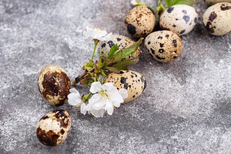 Easter Concept. Quail Eggs and Spring Flower Stock Image - Image of ...